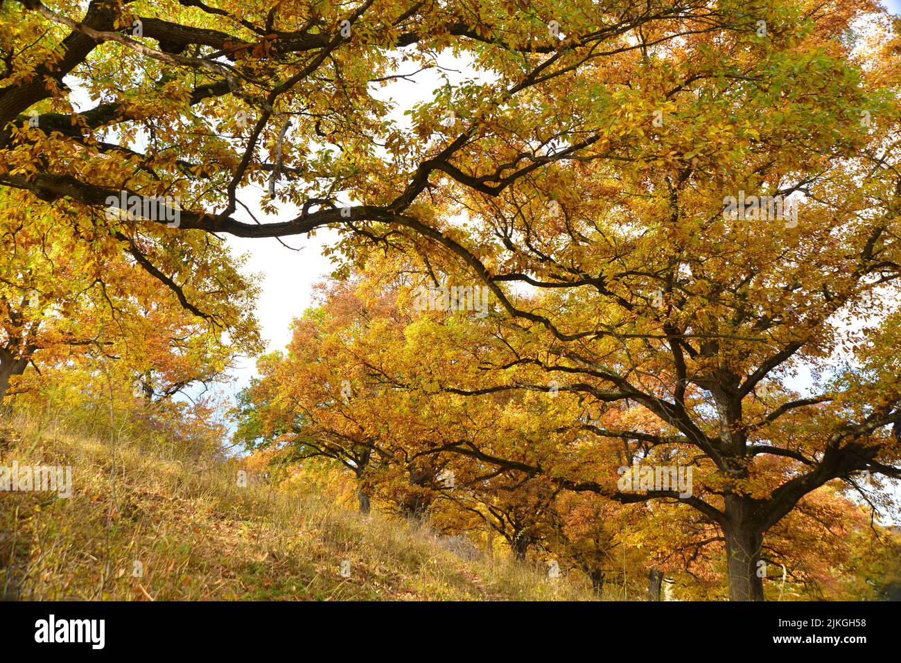 Autumn trees in the Transylvanian forest Stock Photo - Alamy