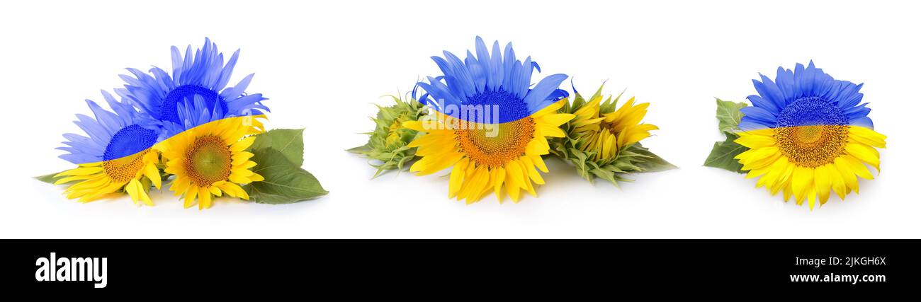 Collage of sunflowers painted in colors of Ukrainian flag on white ...