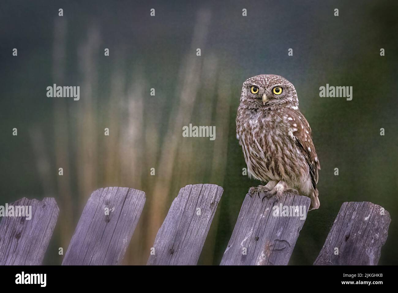 Compact body owl hi-res stock photography and images - Alamy