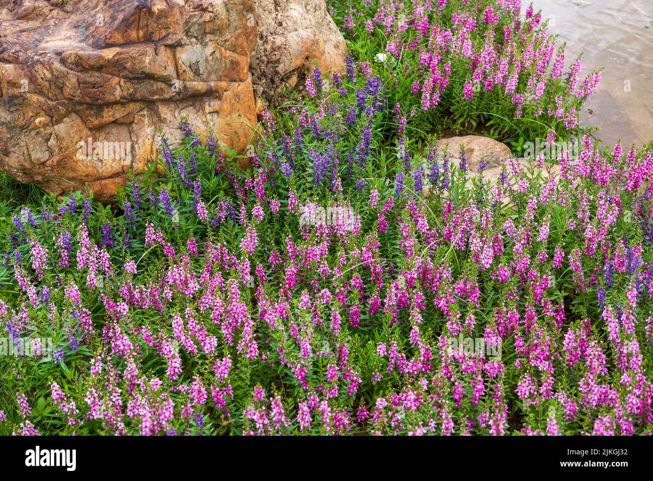 Lush and beautiful purple frankincense flowers in the garden Stock ...