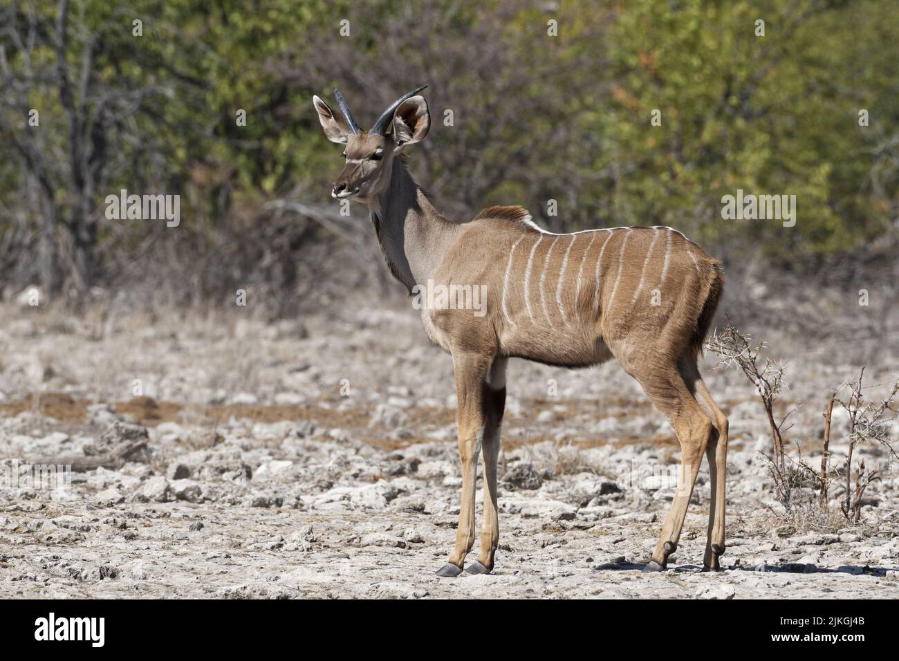 Greater kudu (Tragelaphus strepsiceros), young male, standing on arid ...