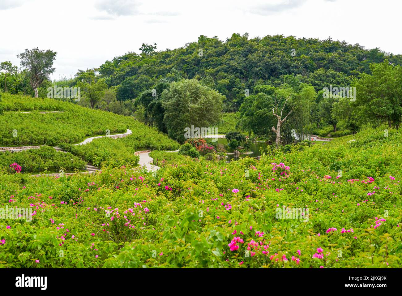 Beautiful greenery view in the park Stock Photo - Alamy