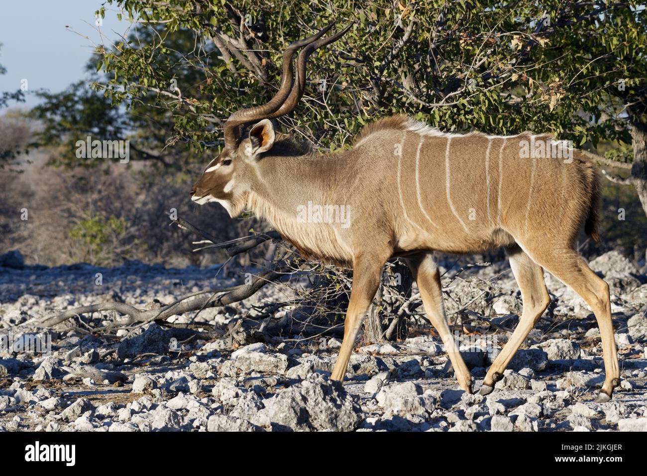 Kudu side profile hi-res stock photography and images - Alamy
