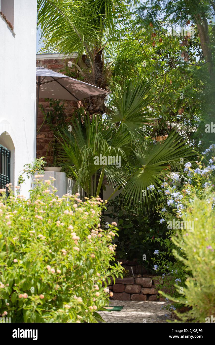 Lush garden in Portugal. Green plants Stock Photo - Alamy