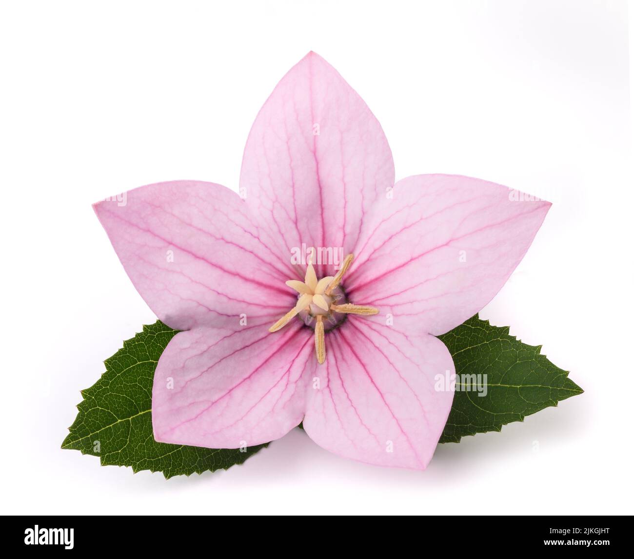 Platycodon Grandiflorus Astra Pink