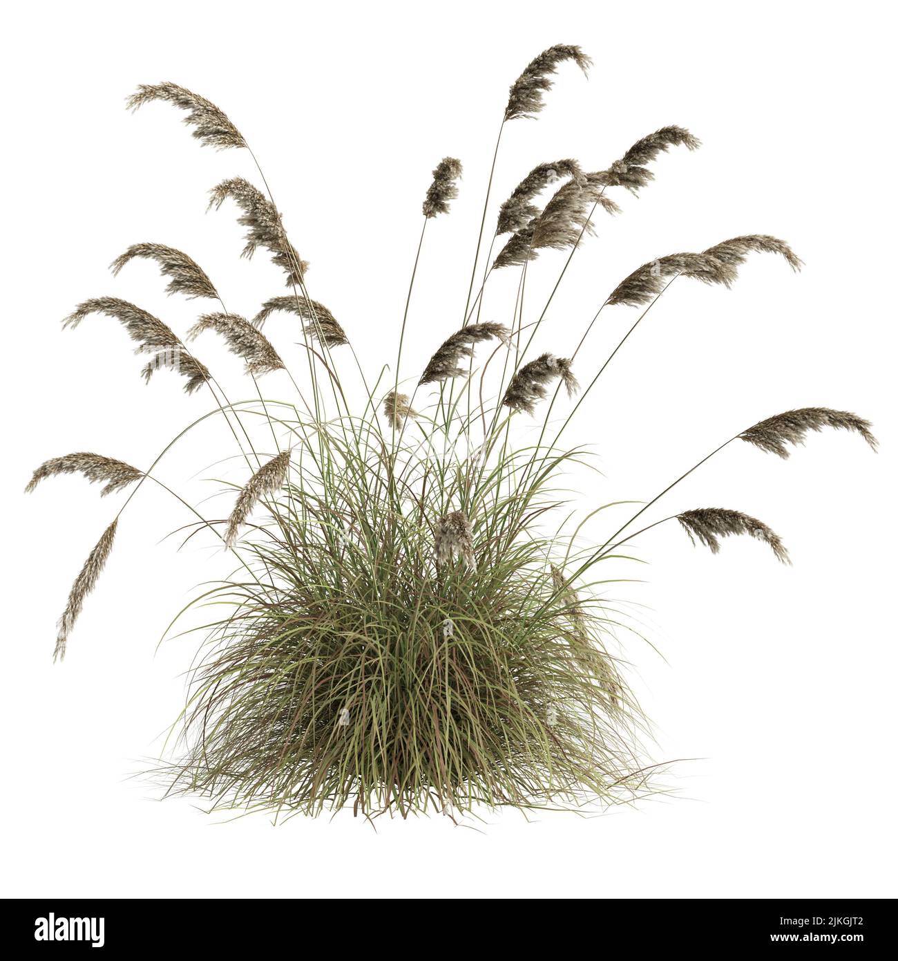 Ornamental Grass White Background