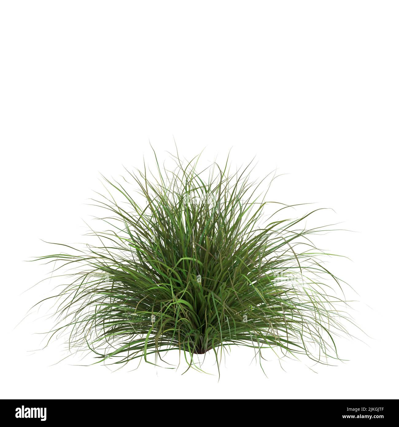 Lemon grass garden Cut Out Stock Images & Pictures - Alamy