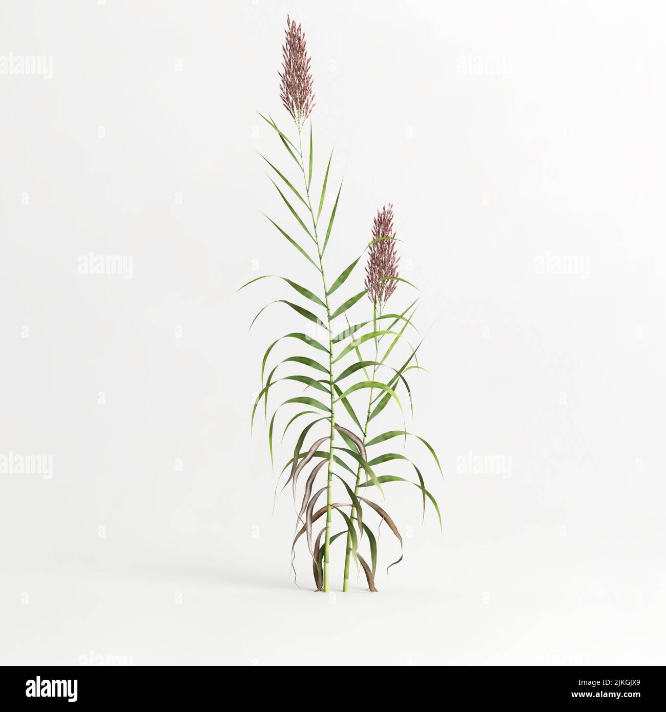 3d illustration of arundo donax grass isolated on white background ...