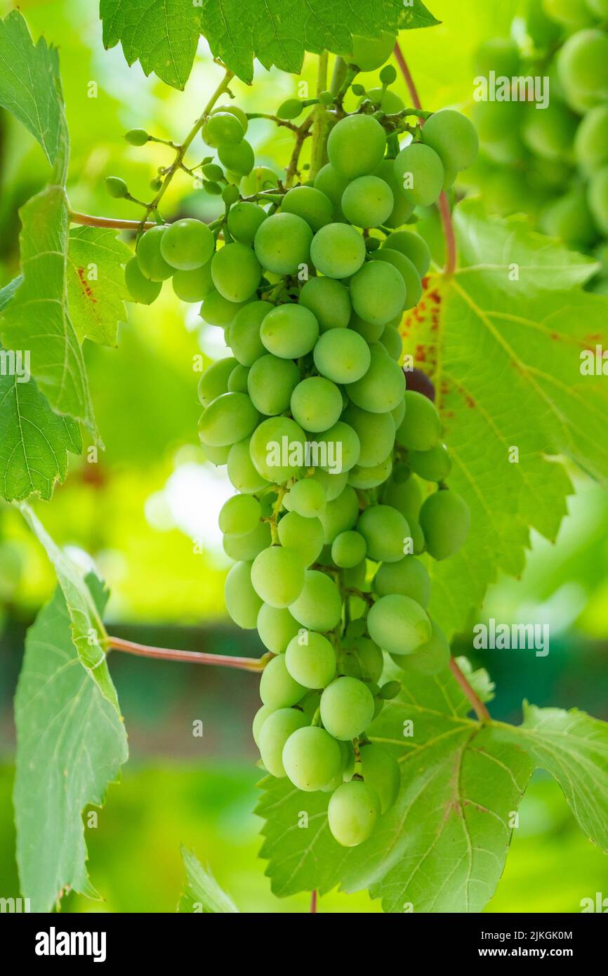 Several bunches of developing green not mature grapes hanging down from ...
