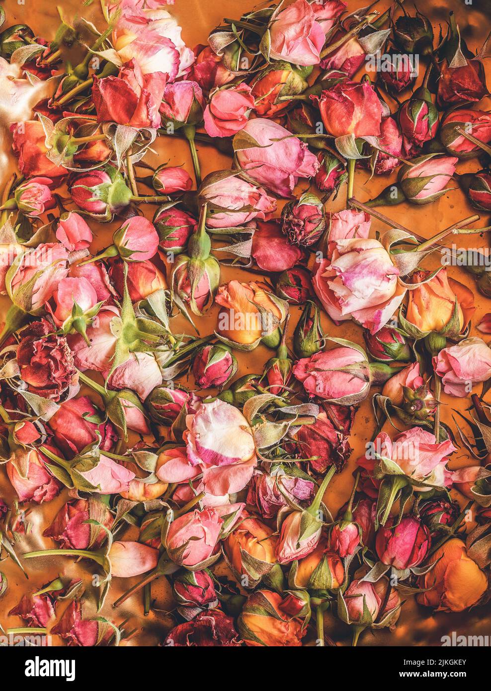 Background with beautiful color roses Stock Photo - Alamy