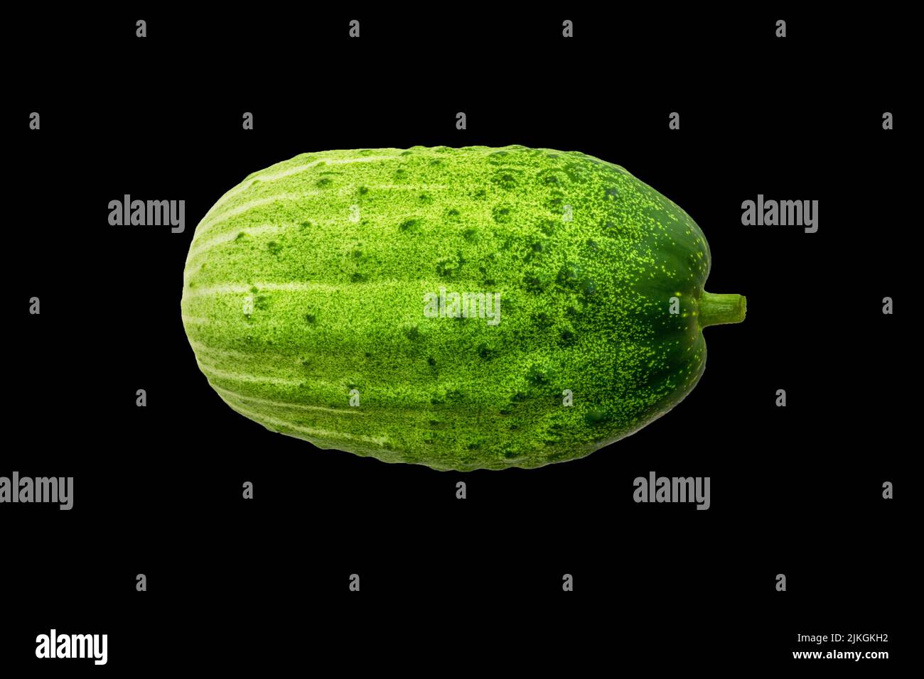 Fresh whole plump cucumber isolated on a black background with clipping ...