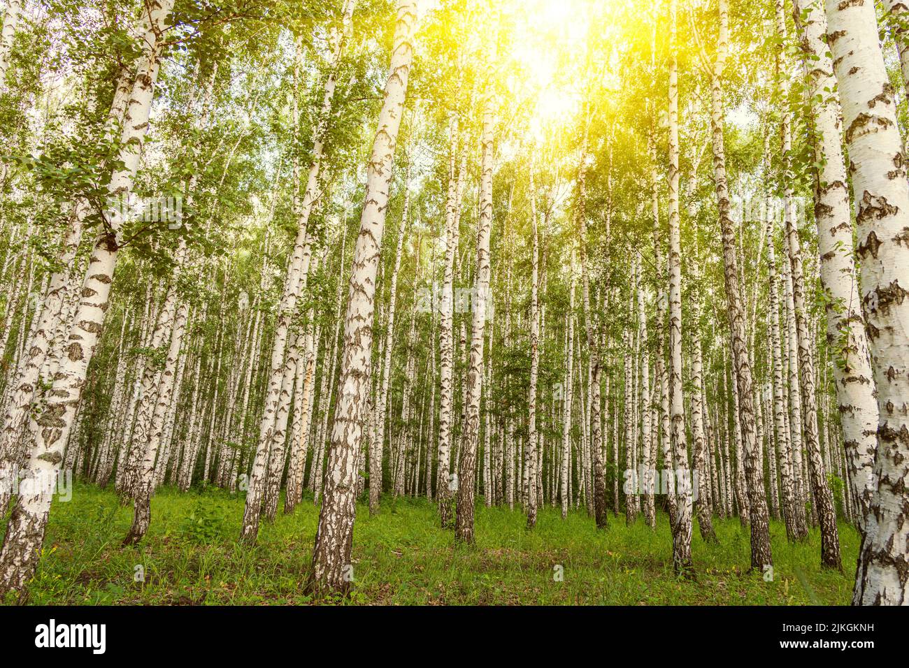Bright sunlight in forest hi-res stock photography and images - Alamy