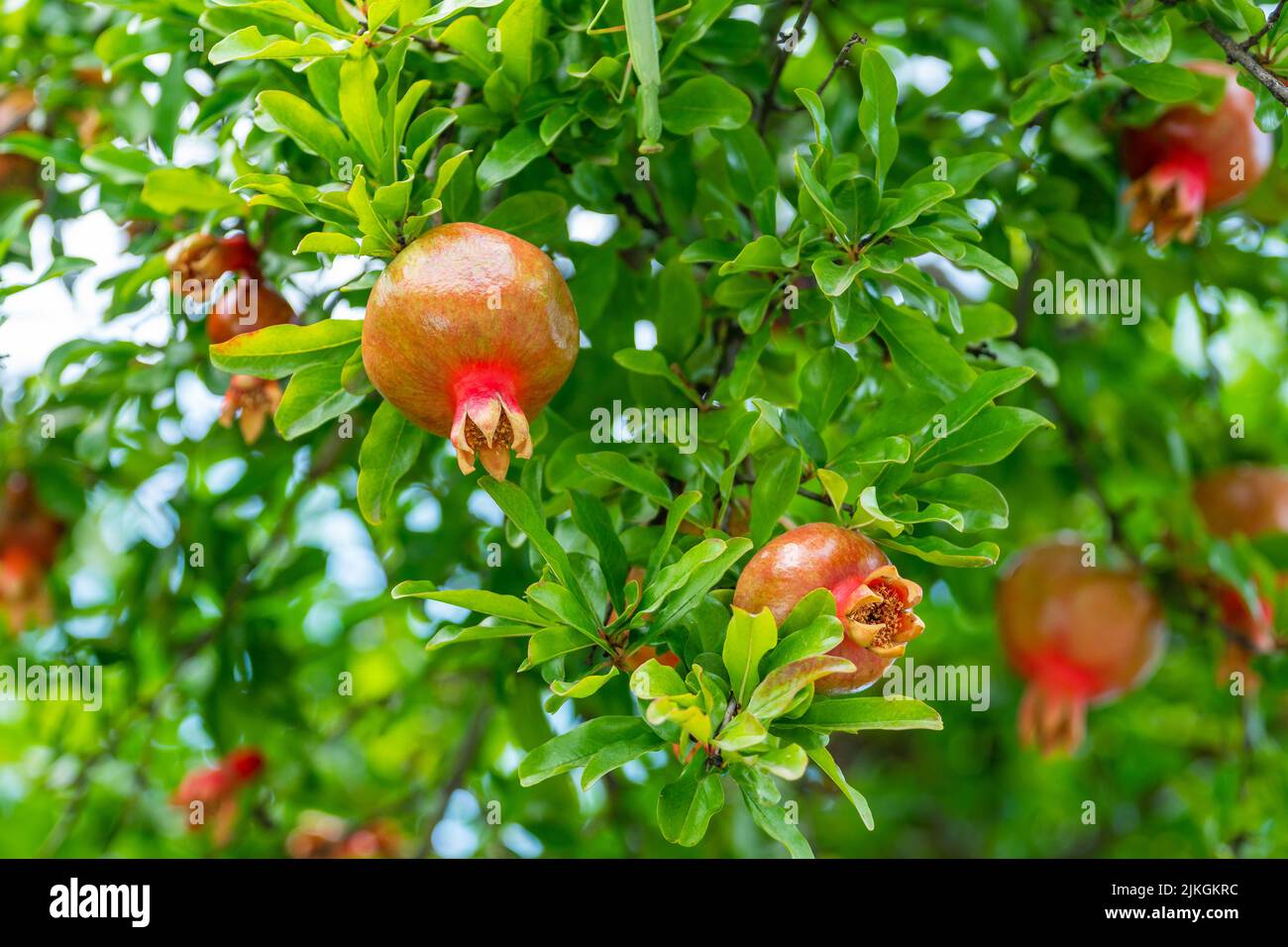 Pomegranate grove hi-res stock photography and images - Alamy