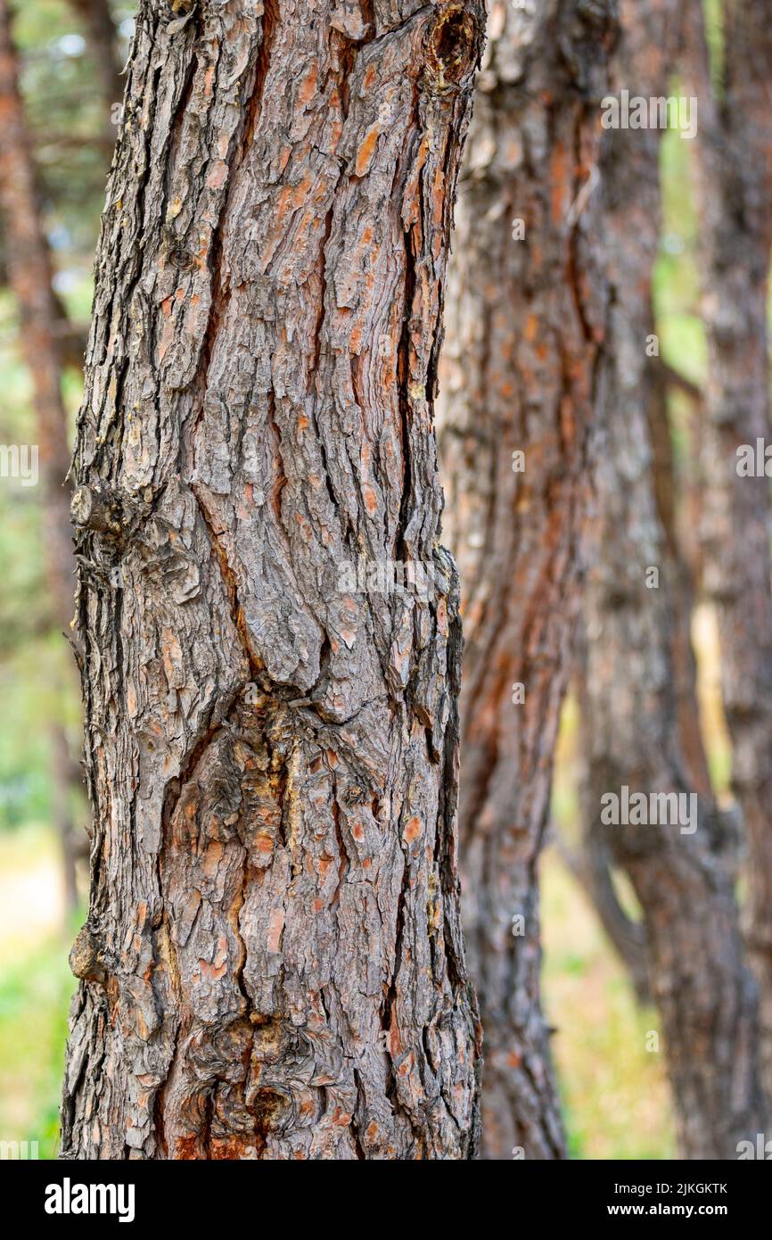 Outer bark structure hi-res stock photography and images - Alamy