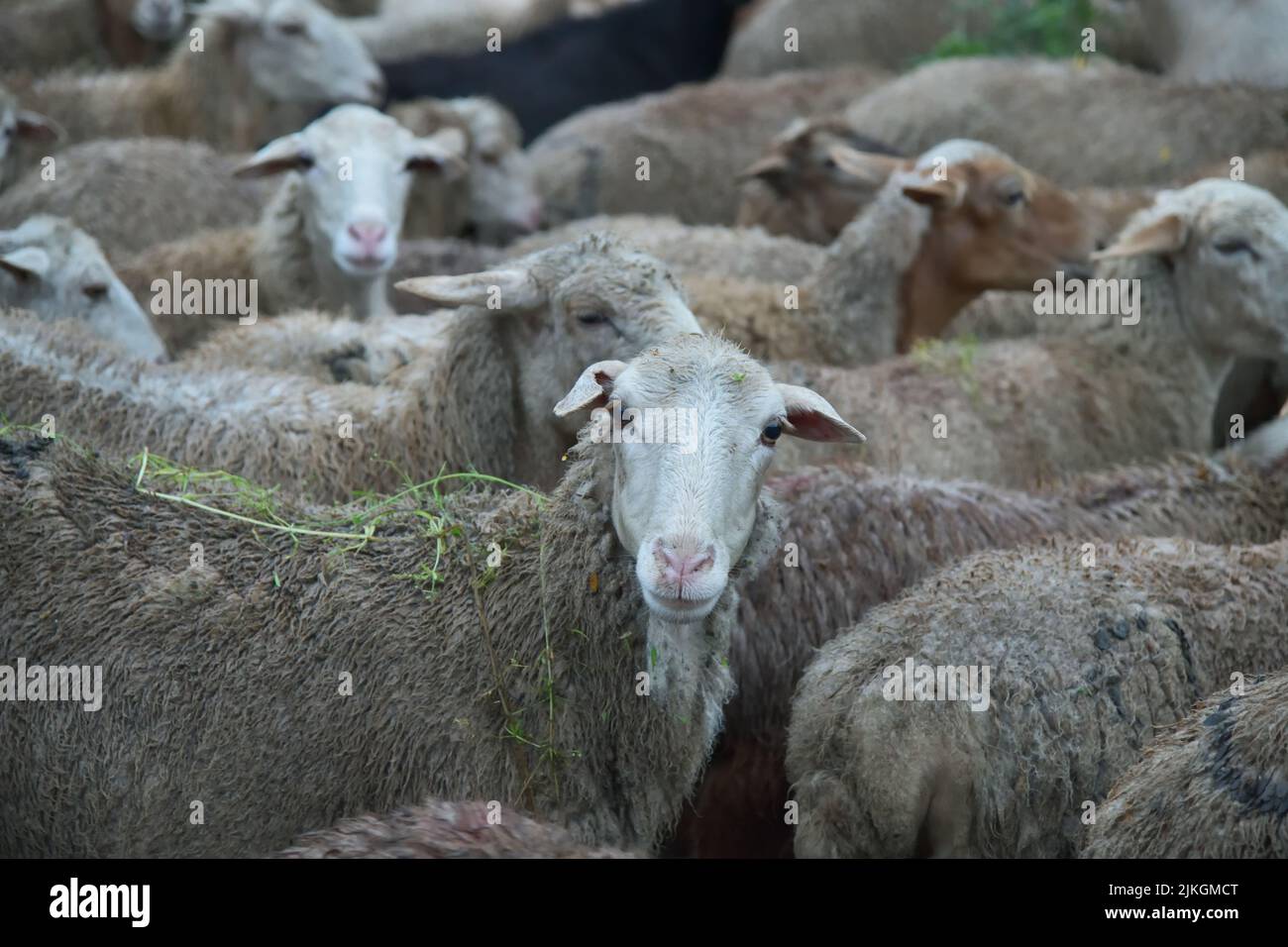 Seep portrait. White sheep herd graze in highland. Highlands cattle ...