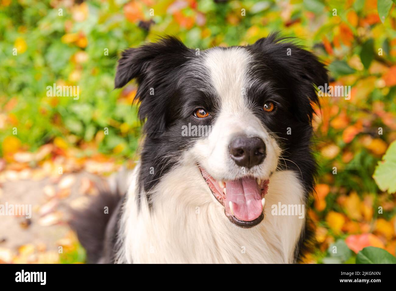 Funny smiling puppy dog border collie sitting on fall colorful foliage ...