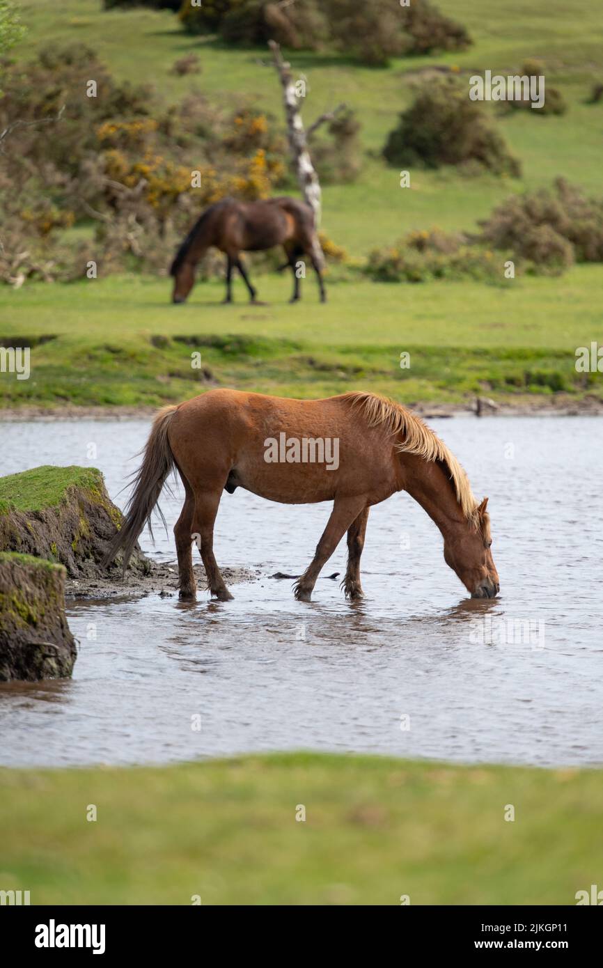 Picture set of Sturtmoor pond Located within Canada Common on the edge ...