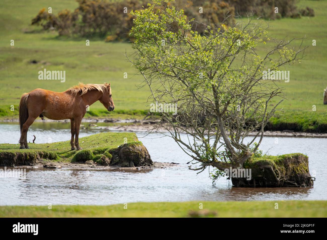 Picture set of Sturtmoor pond Located within Canada Common on the edge ...
