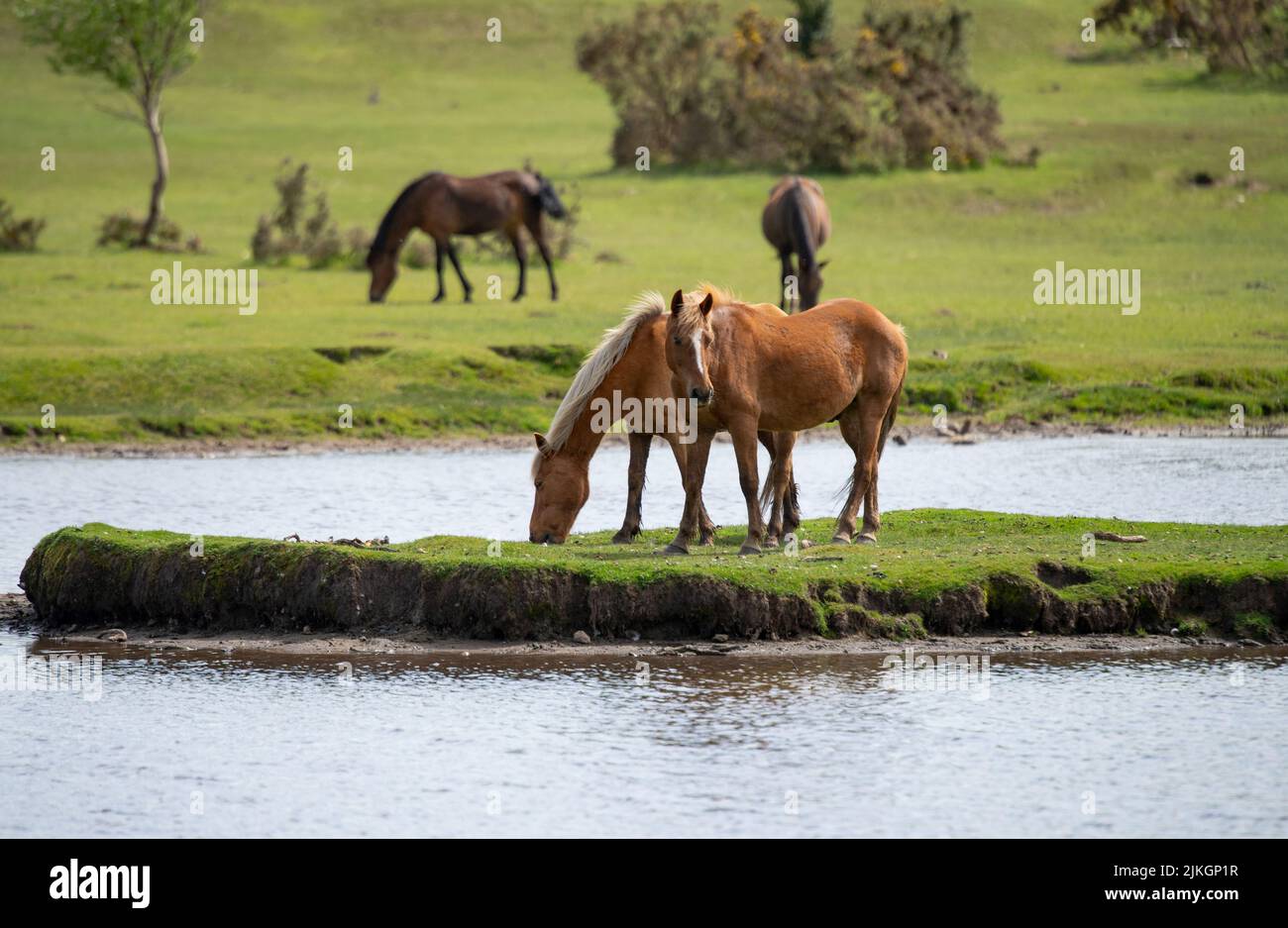 Picture set of Sturtmoor pond Located within Canada Common on the edge ...