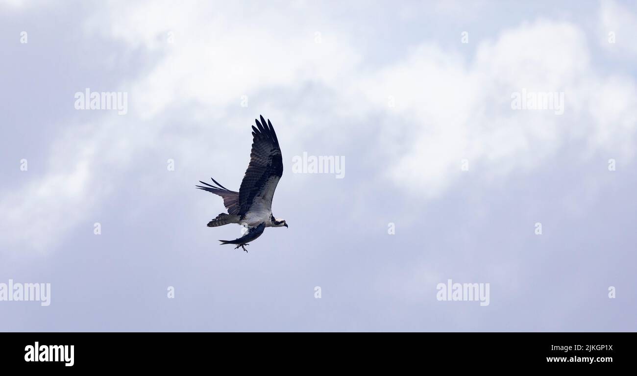 Osprey, also called sea hawk or fish hawk, flying with fish in its ...