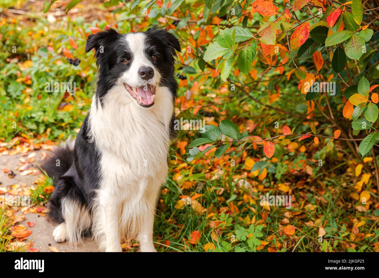 Funny smiling puppy dog border collie sitting on fall colorful foliage ...