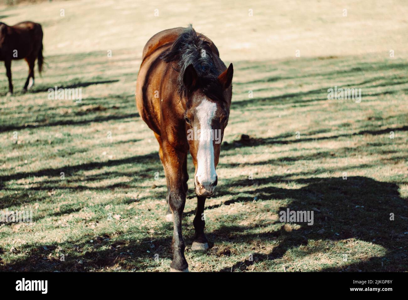 Equestrian field hi-res stock photography and images - Alamy