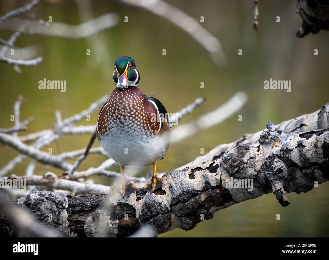 A close-up shot of a wood duck on a tree branch in the blurry ...