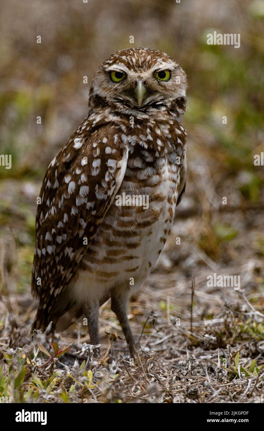 Vertical portrait of bright eyes, plumage, and long legs of alert ...