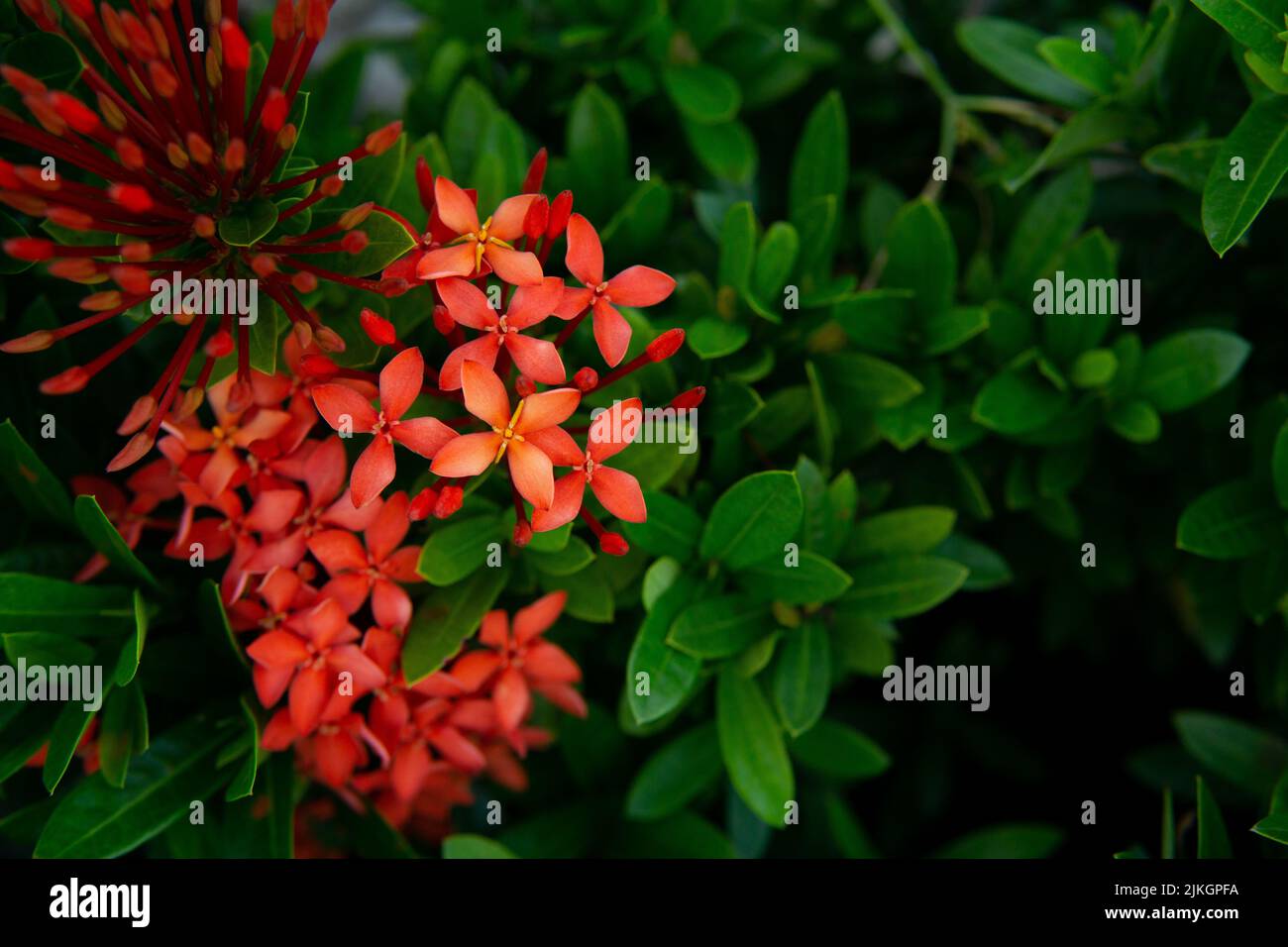Ixora flowers plant hi-res stock photography and images - Alamy