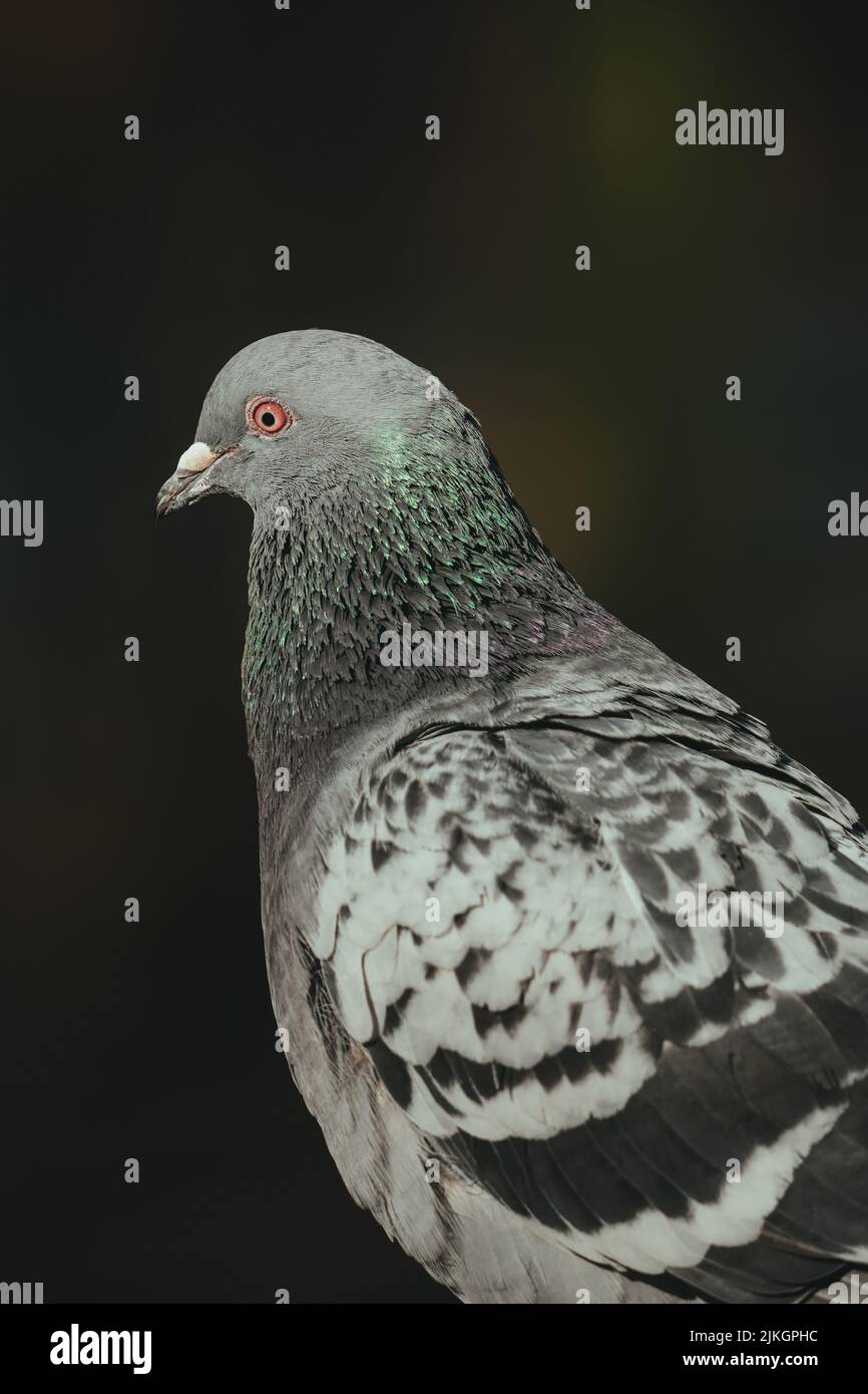 A vertical closeup of a feral pigeon looking aside Stock Photo - Alamy