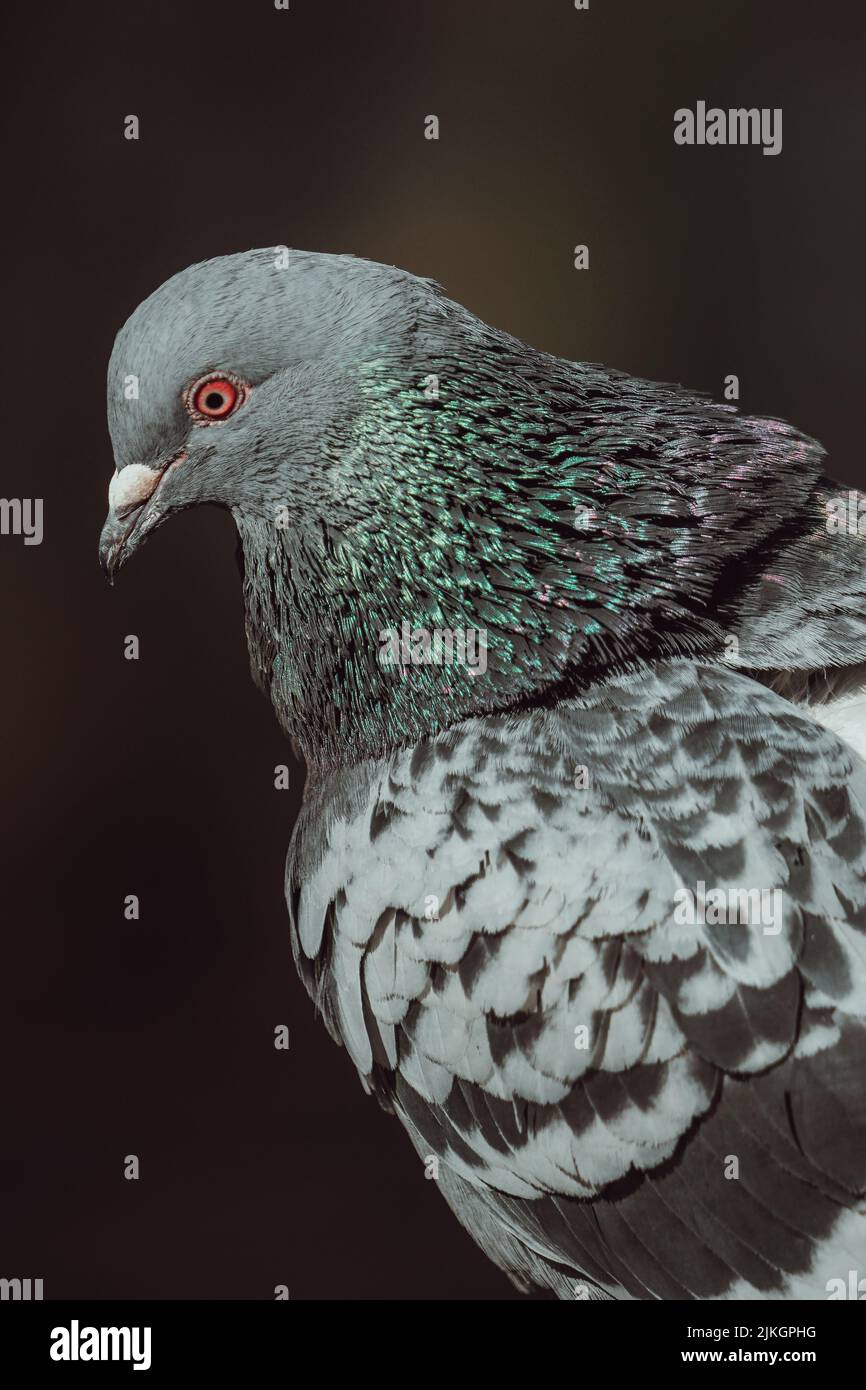 A vertical closeup of a feral pigeon looking aside Stock Photo - Alamy