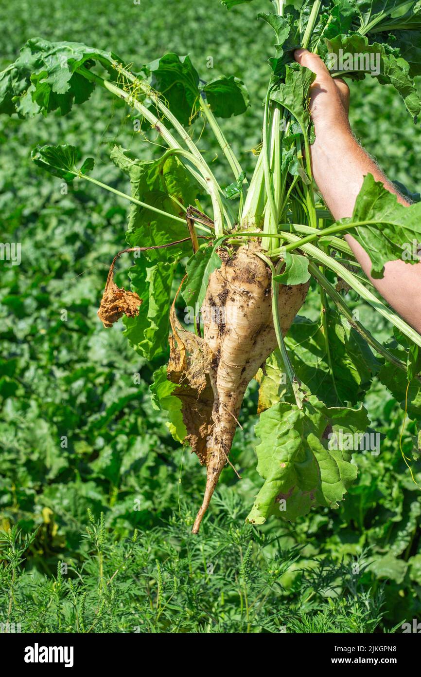 Plucked sugar beet fruit in a farmer's hand. Harvesting beets Stock ...