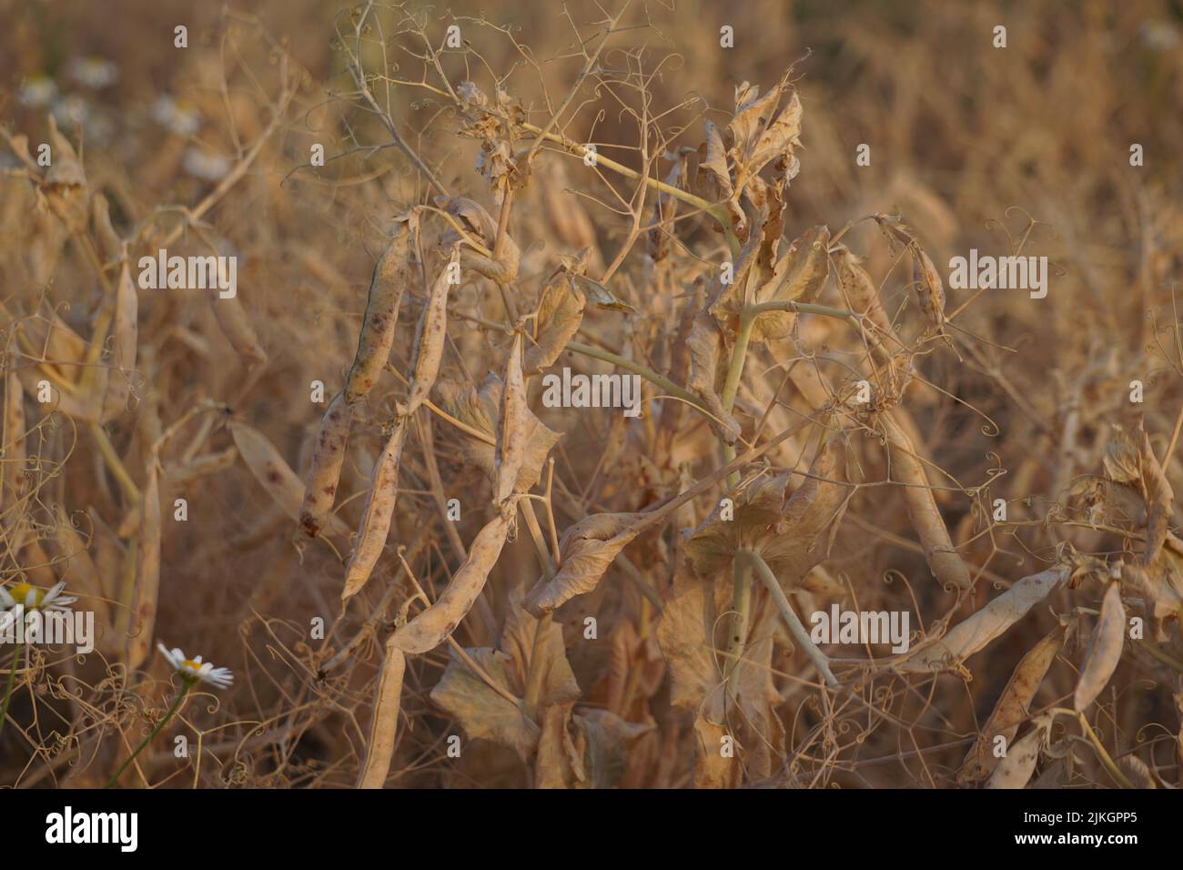 A field of dried yellow pea ready for harvesting Stock Photo - Alamy