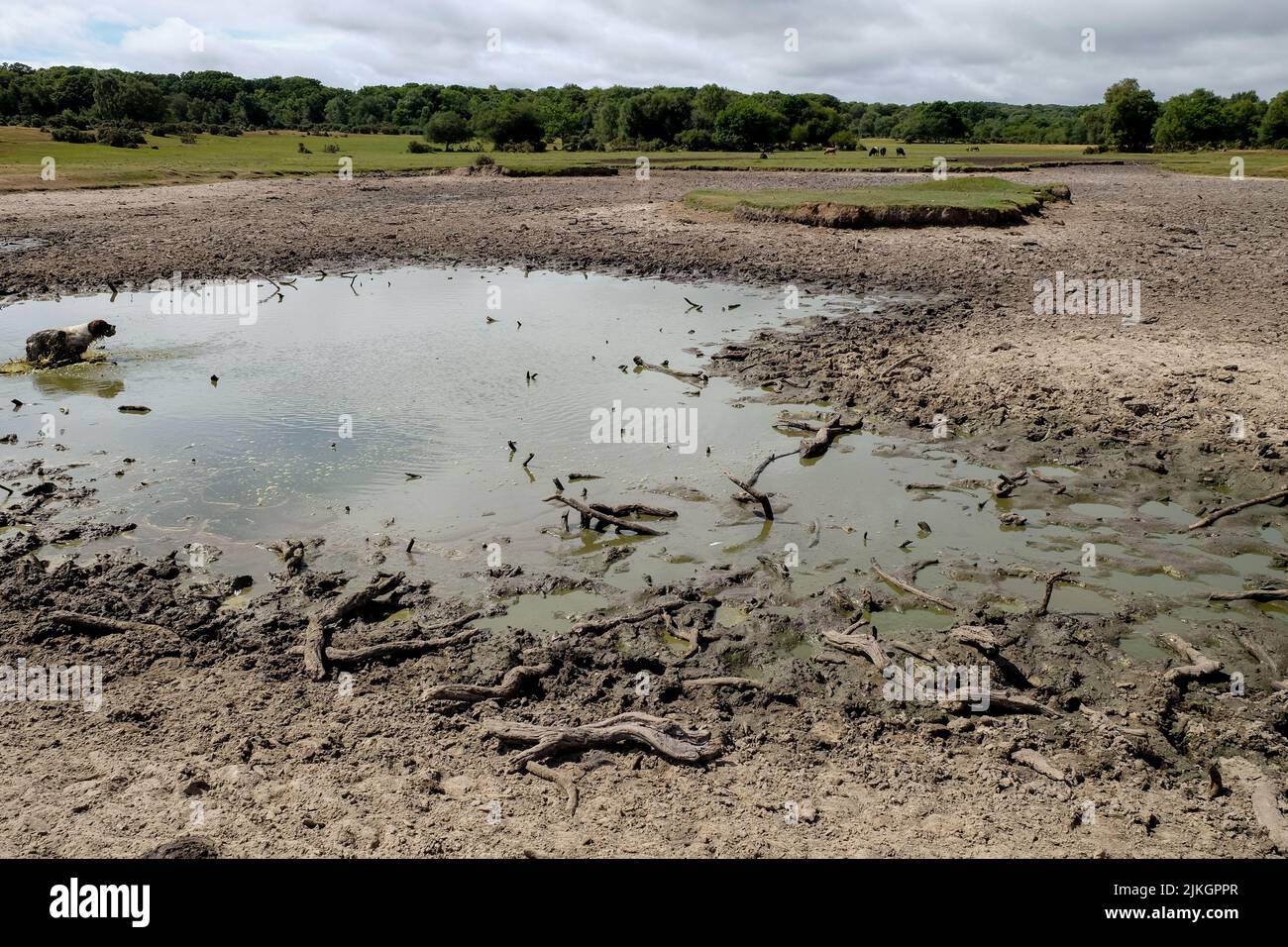 Picture set of Sturtmoor pond Located within Canada Common on the edge ...