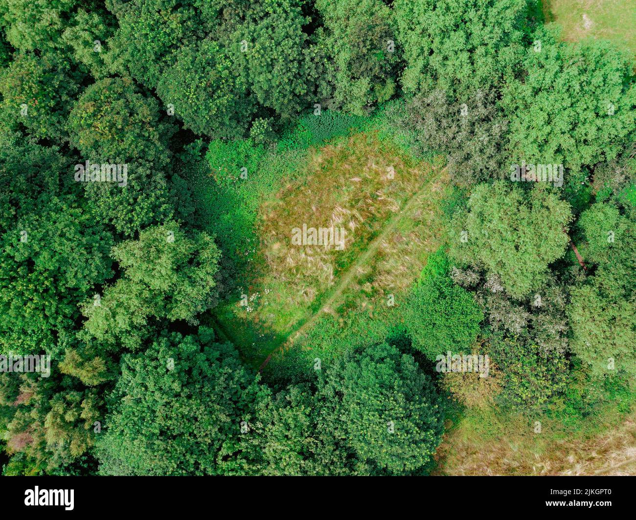 An aerial view of the dense forest with beautiful lush trees Stock Photo - Alamy