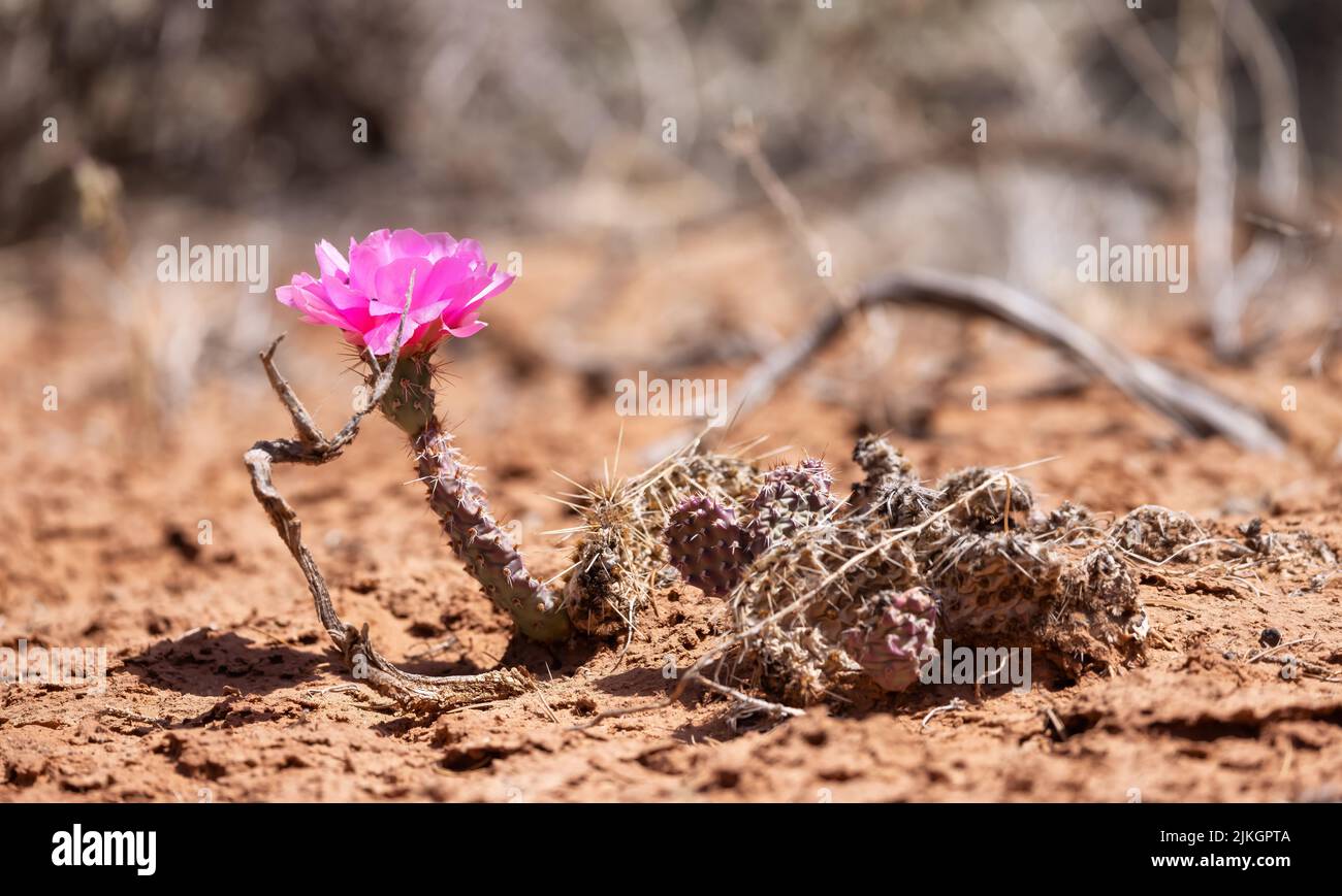 Arizona prickly cactus pink bloom hi-res stock photography and images ...