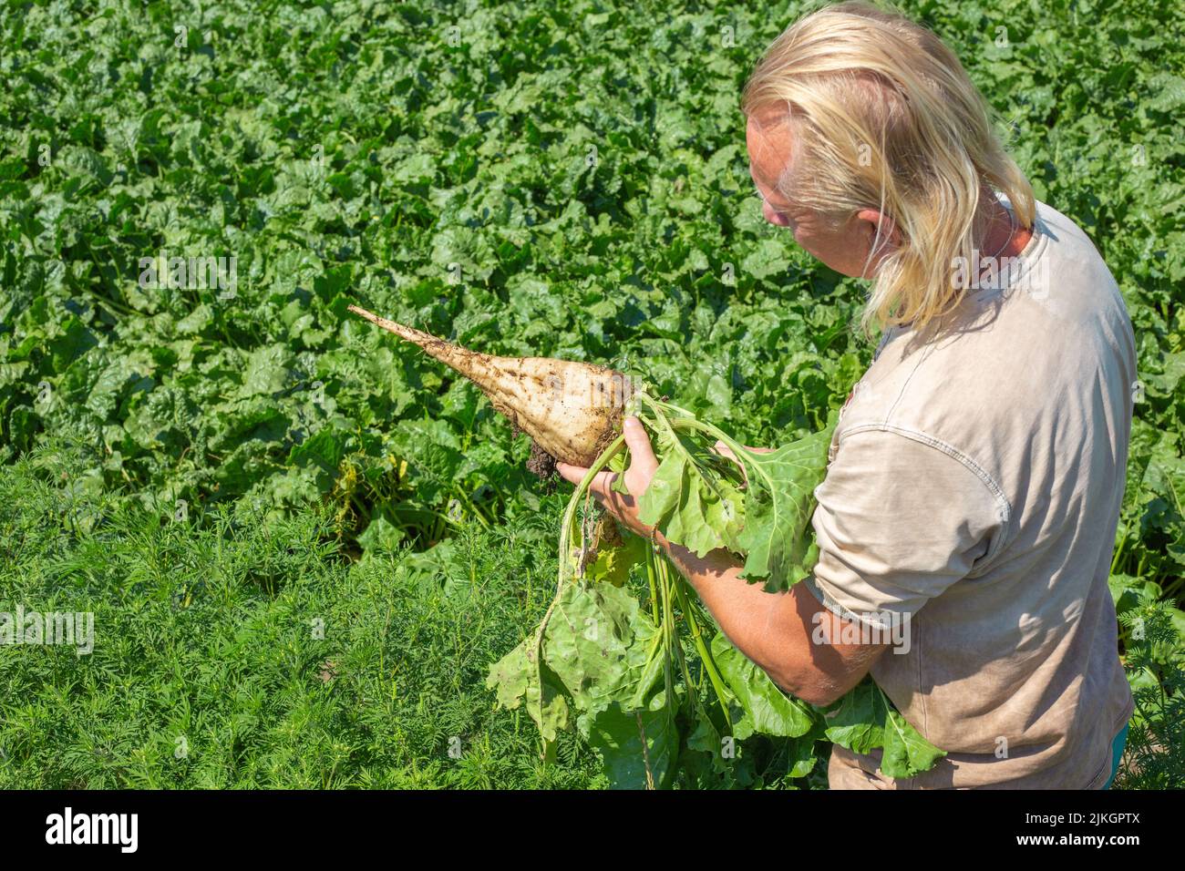 Man vegetable outdoor hi-res stock photography and images - Alamy