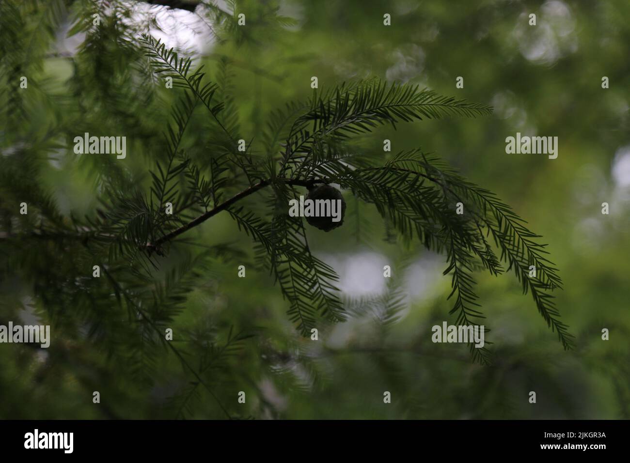 A closeup shot of growing tree branches isolated in green nature ...