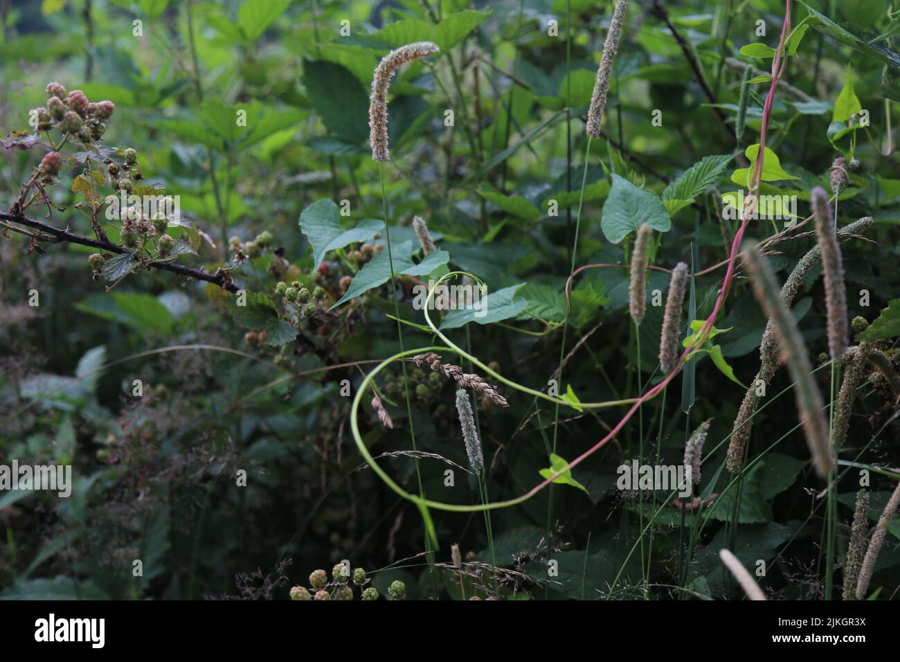 A raspberry shrub surrounded by blooming leaves in forest Stock Photo ...
