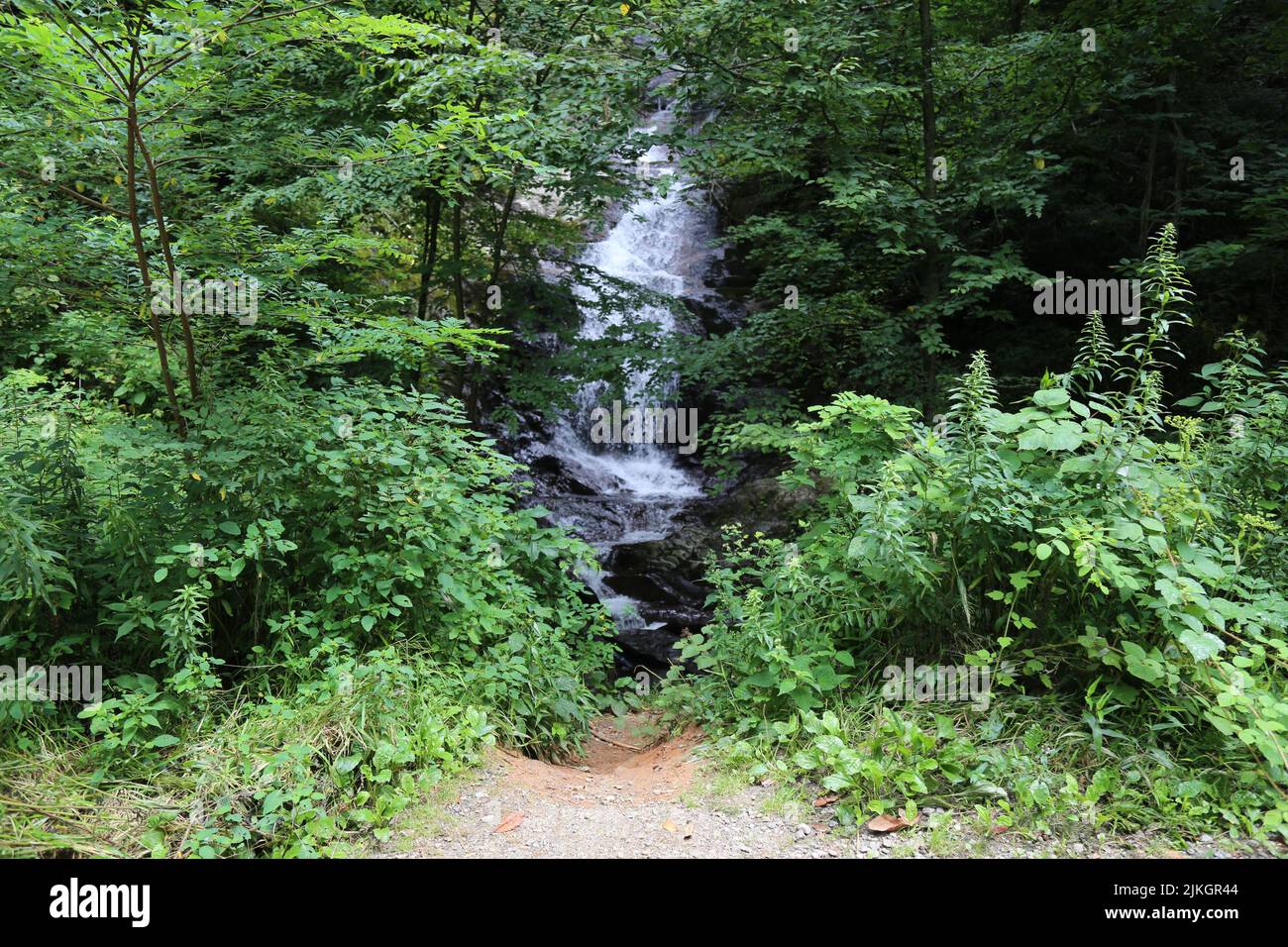A flowing waterfall from rocks surrounded by trees in forest Stock ...