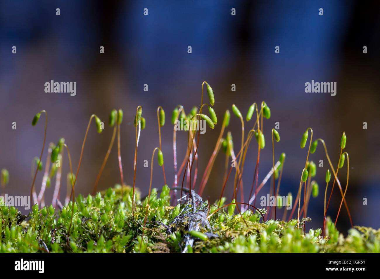 The small green plants growing in the moss on a blurred background ...