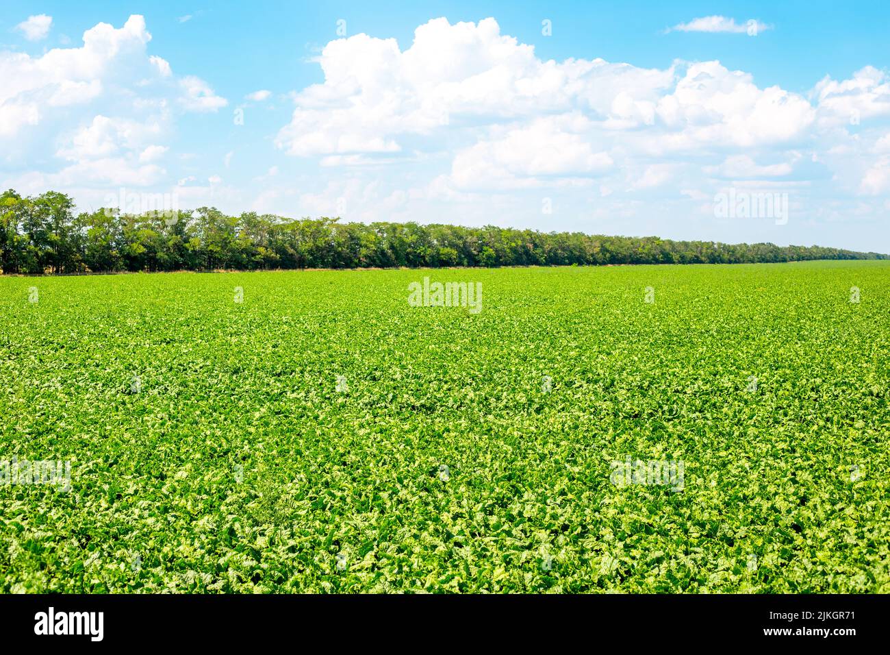 Vegetable fodder hi-res stock photography and images - Alamy