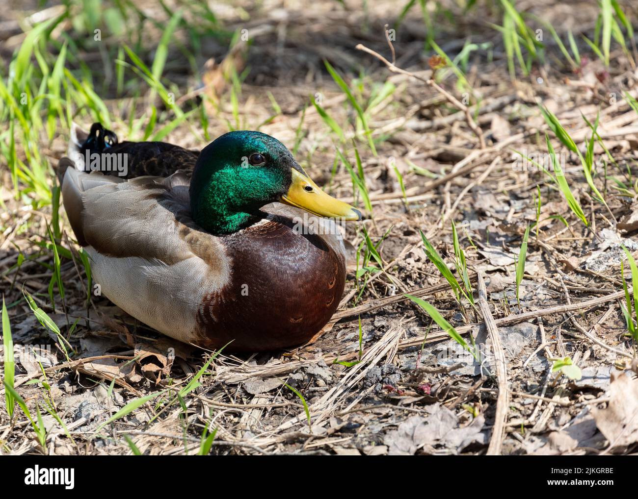 Duck by grass hi-res stock photography and images - Alamy