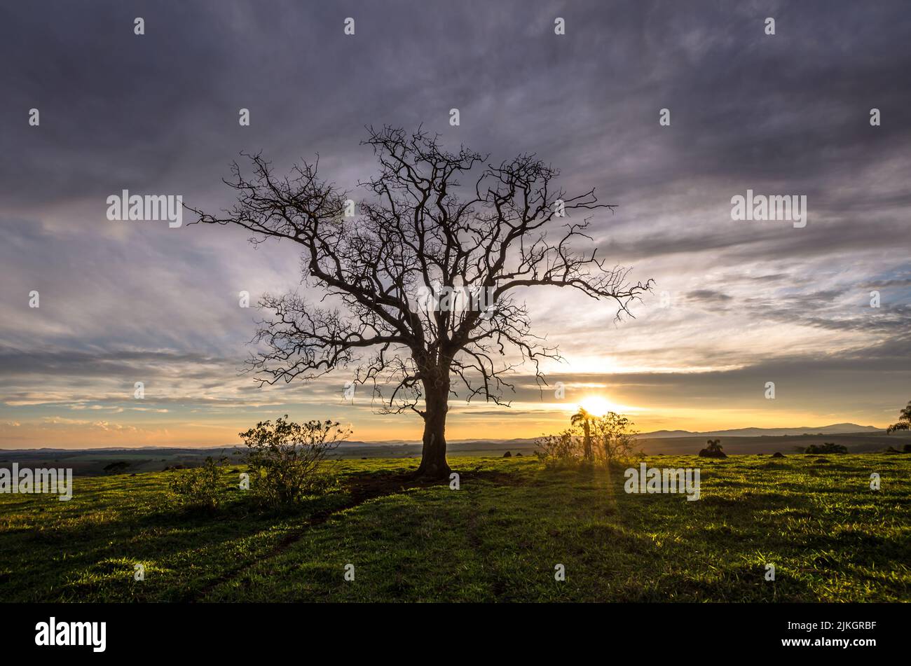 Dead grass under tree hi-res stock photography and images - Alamy