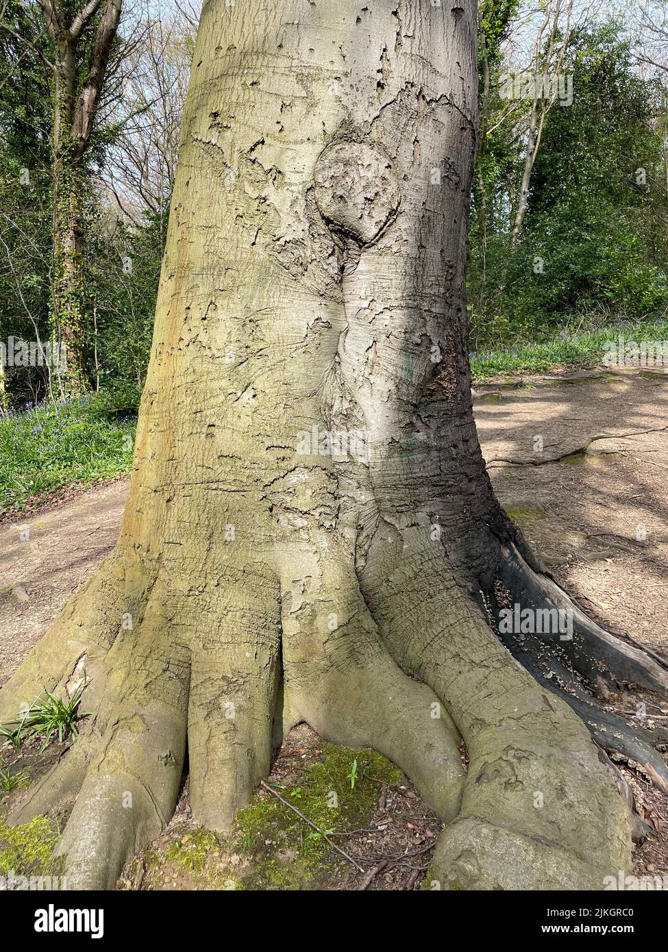 A Closeup of a beech tree bark in the forest Stock Photo - Alamy