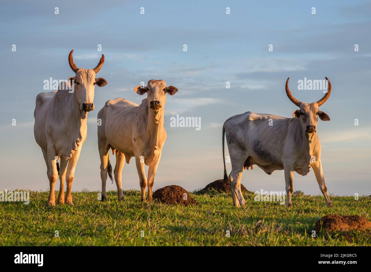 Humped cows hi-res stock photography and images - Alamy