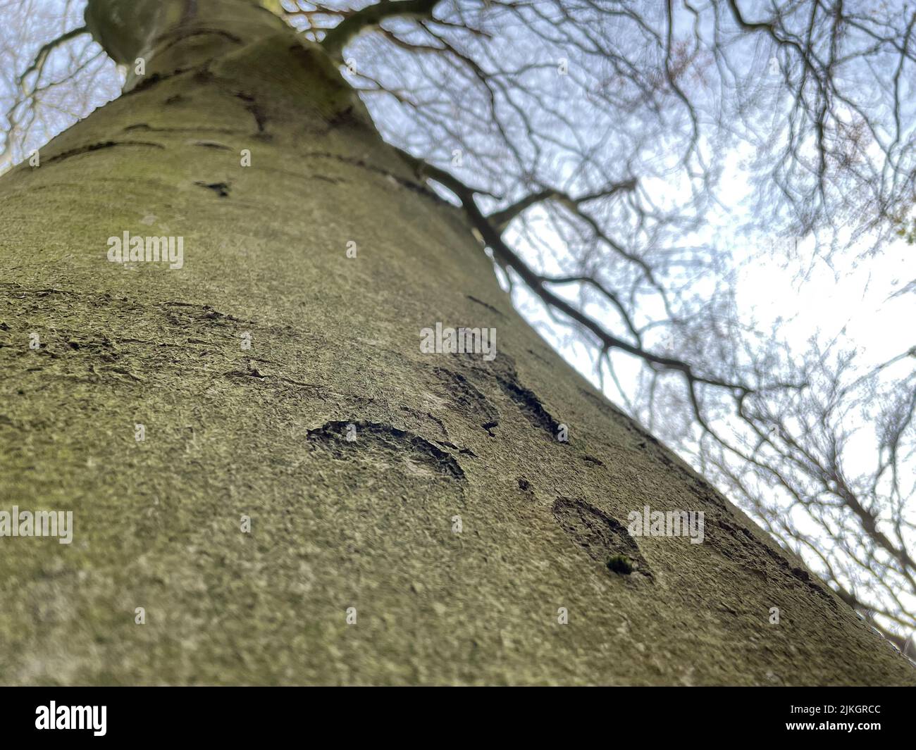 A low angle of a beech tree bark Stock Photo - Alamy