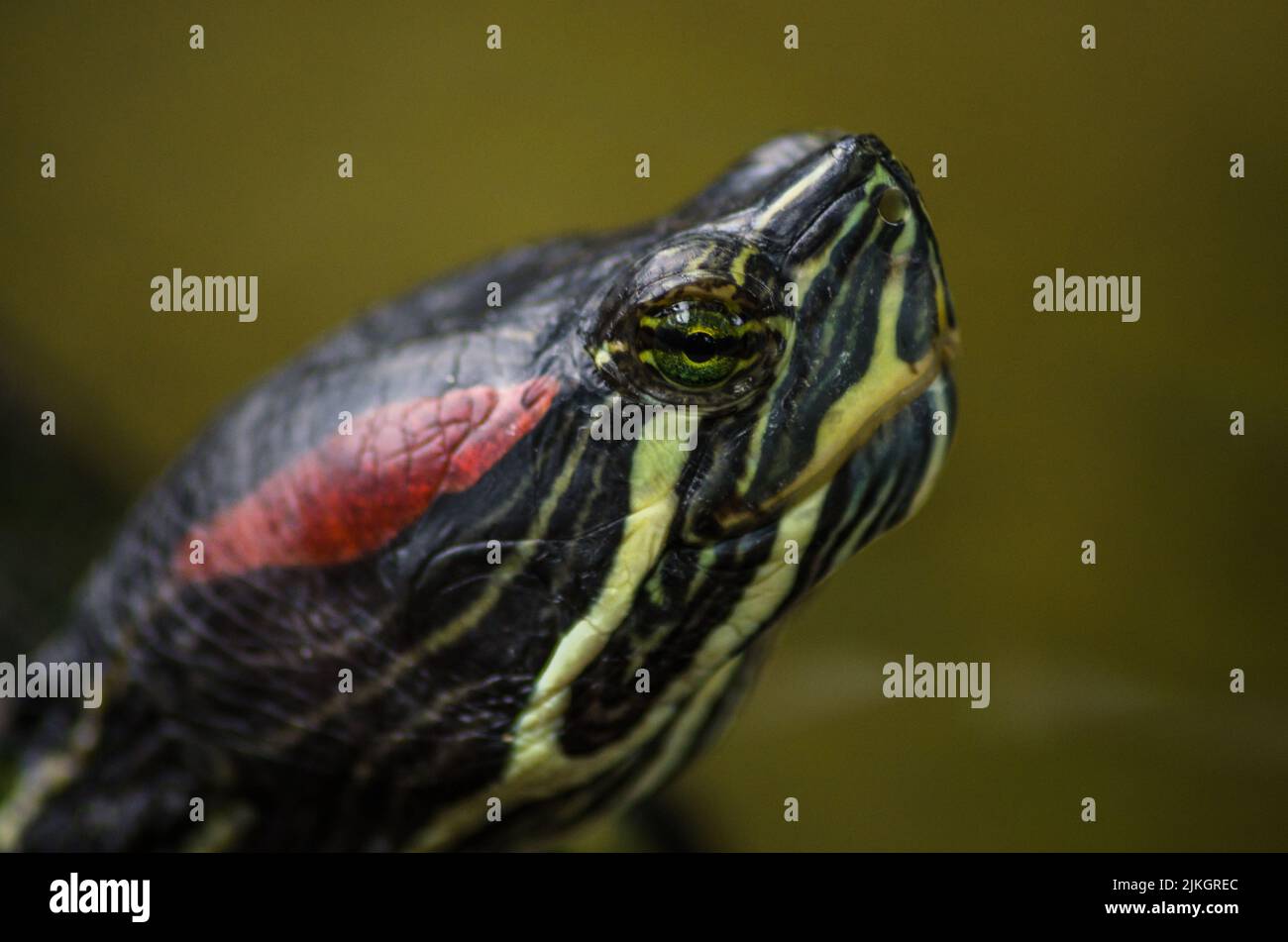 A shallow focus portrait of a Red-eared slider looking with blurred ...
