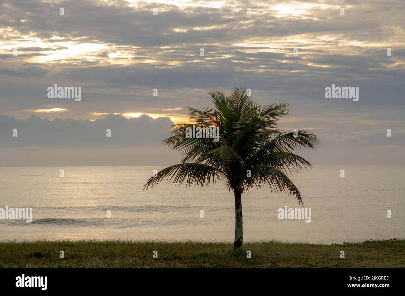 A landscape of a Coconut tree lonely on the grass under sunset gray sky ...
