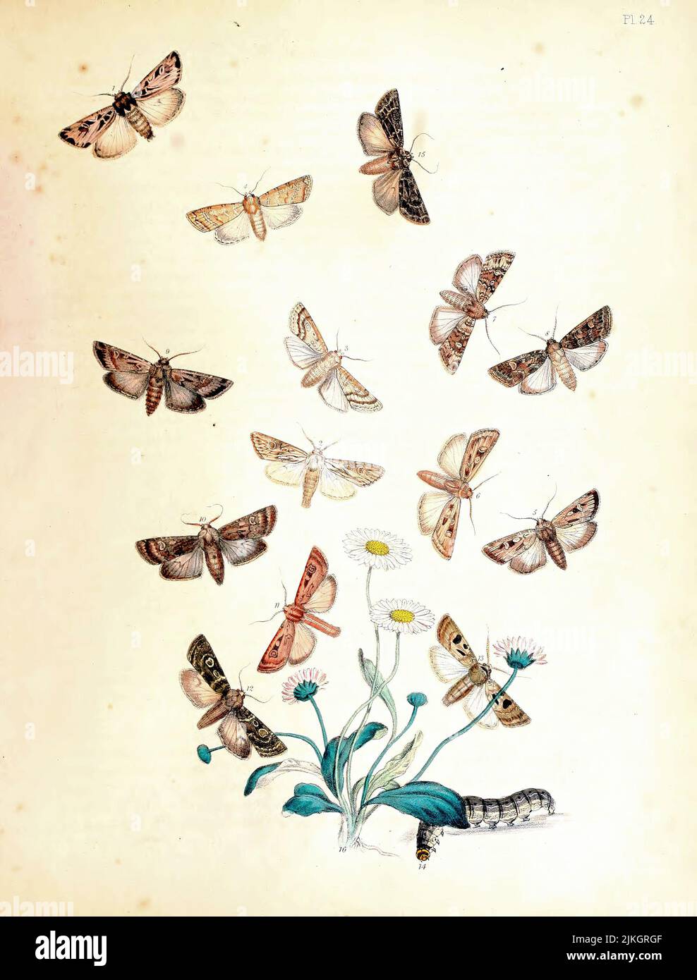 A vintage illustration of butterflies for a biology literature Stock ...